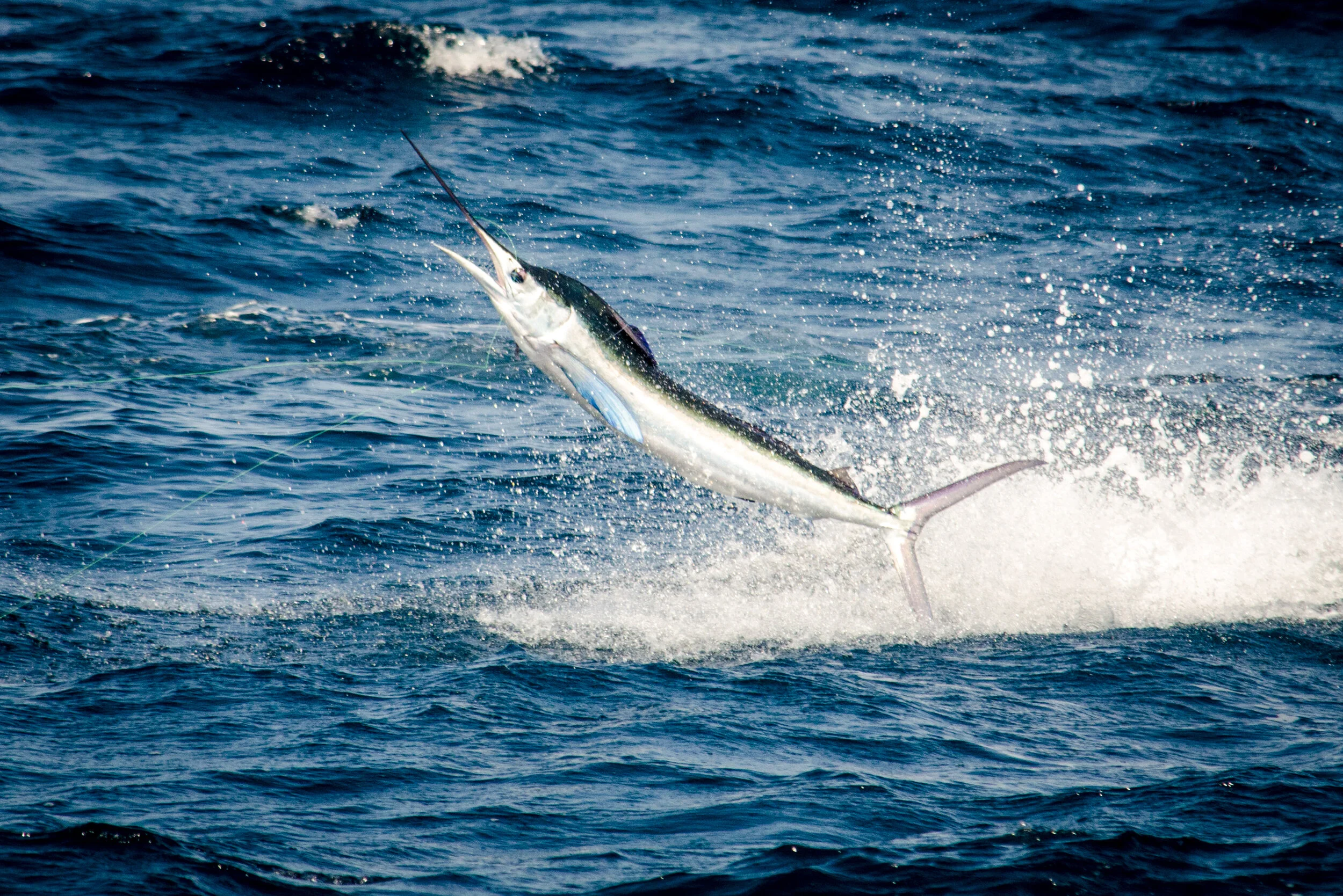 Fishing Photography — The Buckskin Billfish