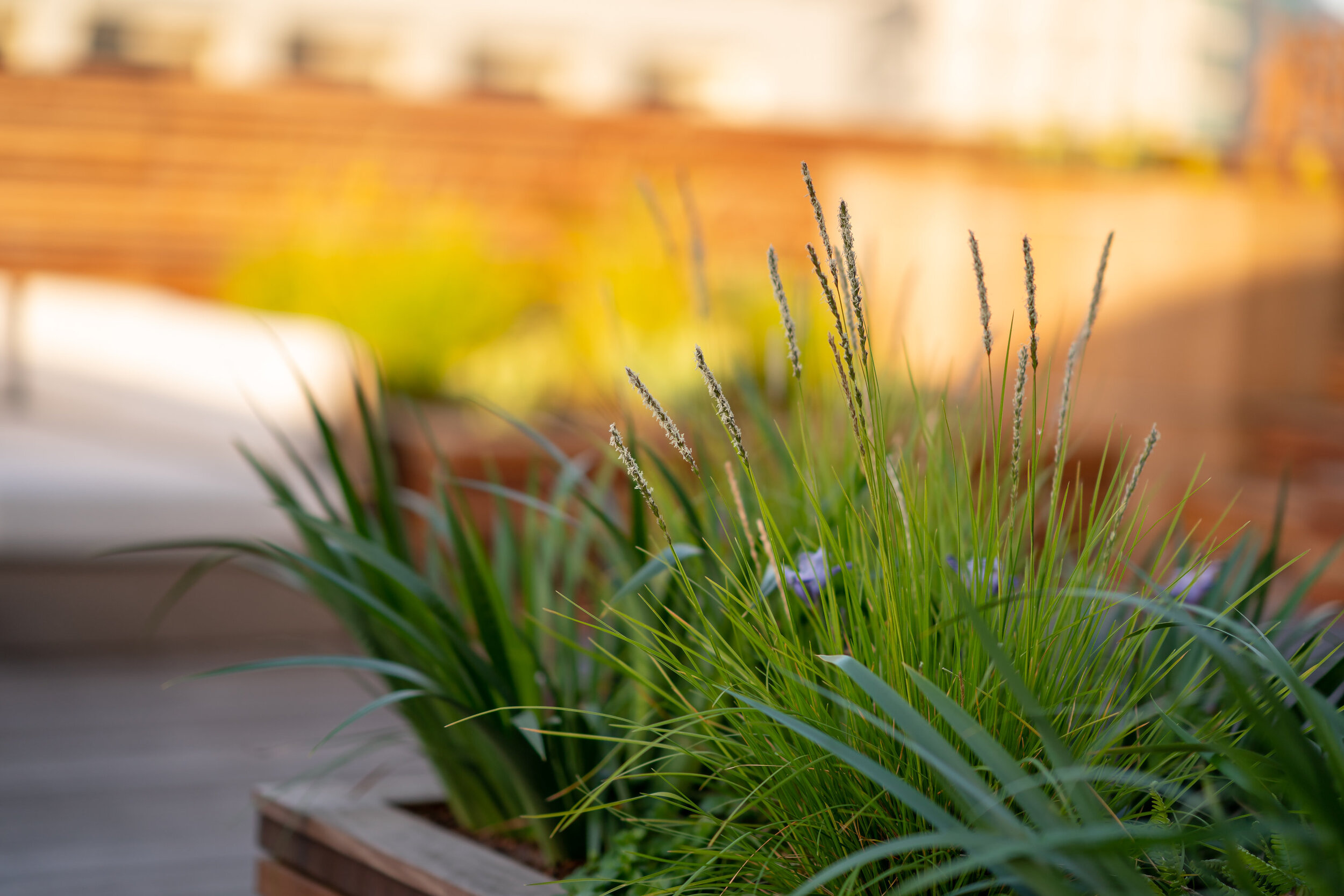 Seed Studio Landscape Design : : Modern Gardens + Urban Ecology for the ...