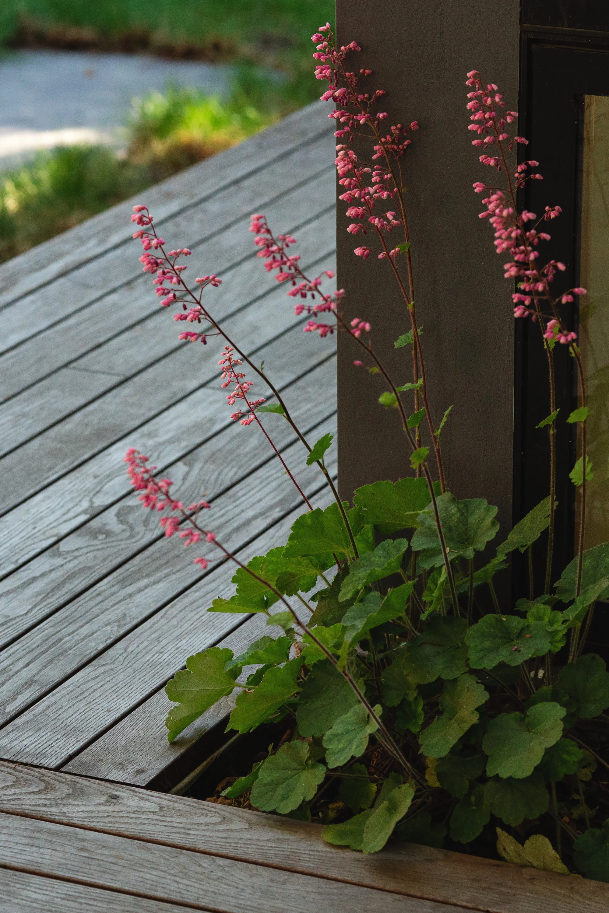 Sempervirens in San Carlos, California : : Seed Studio Landscape Design