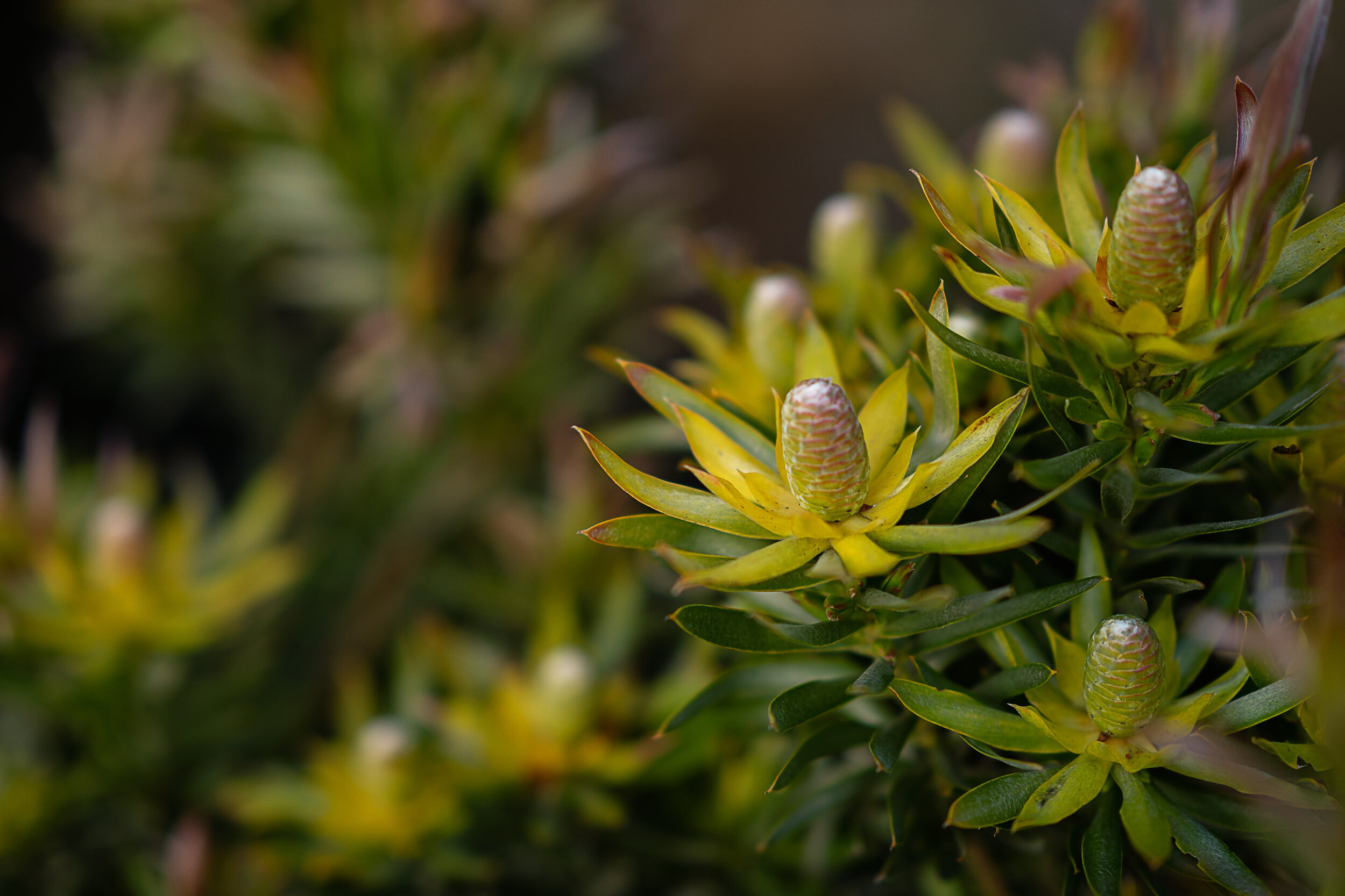 Seed Studio Landscape Design : : Modern Gardens + Urban Ecology for the ...