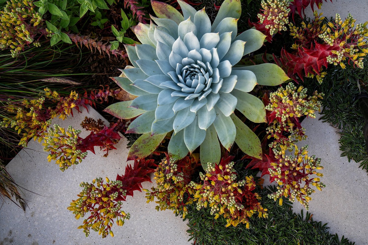 Strata in San Francisco, California | Seed Studio Landscape Design