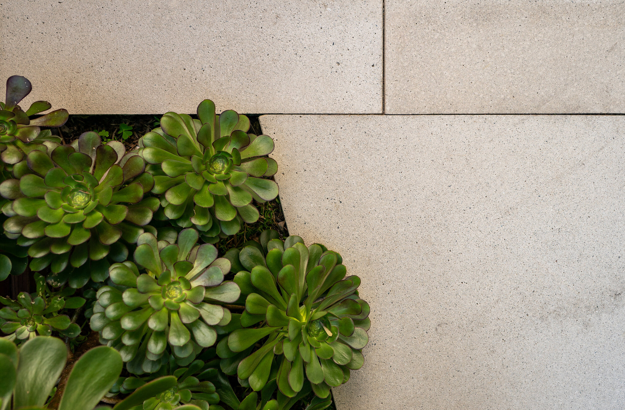 Seed Studio Landscape Design : : Modern Gardens + Urban Ecology for the ...