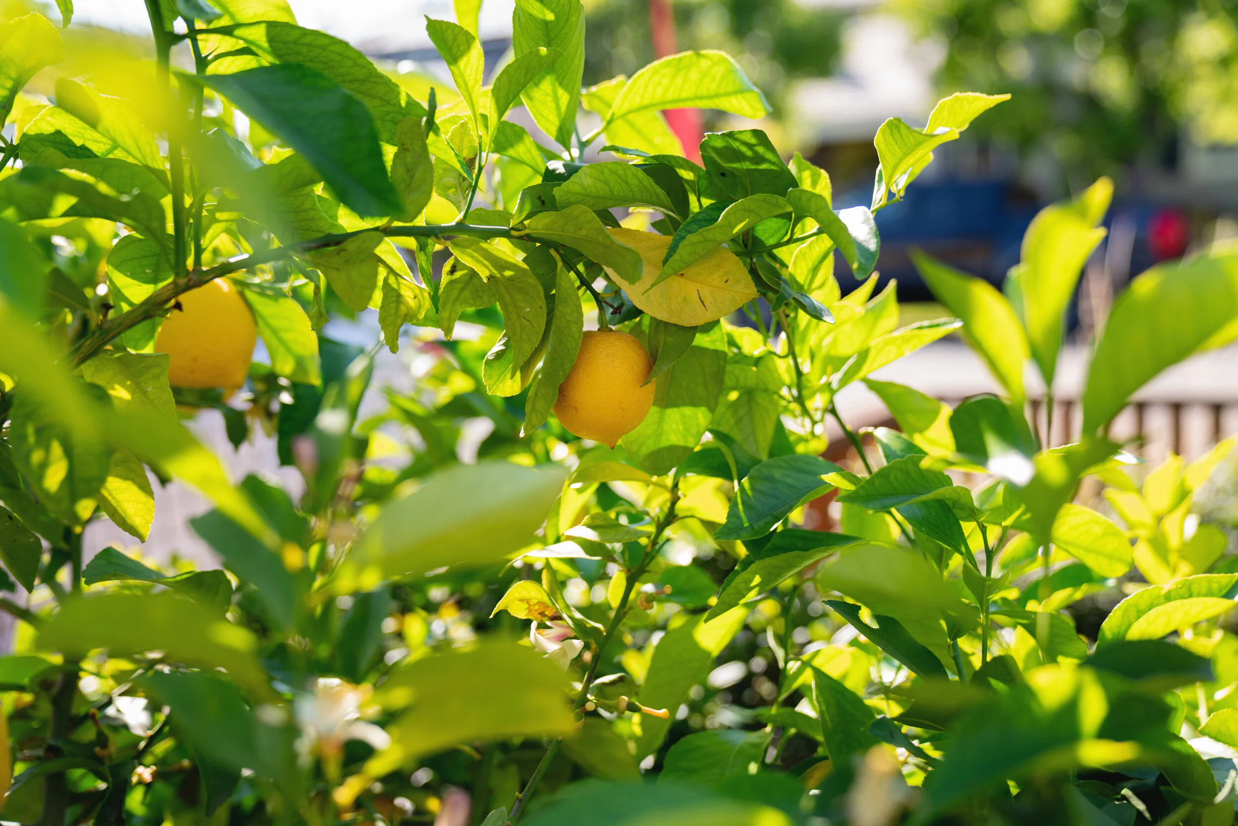 Sempervirens in San Carlos, California : : Seed Studio Landscape Design
