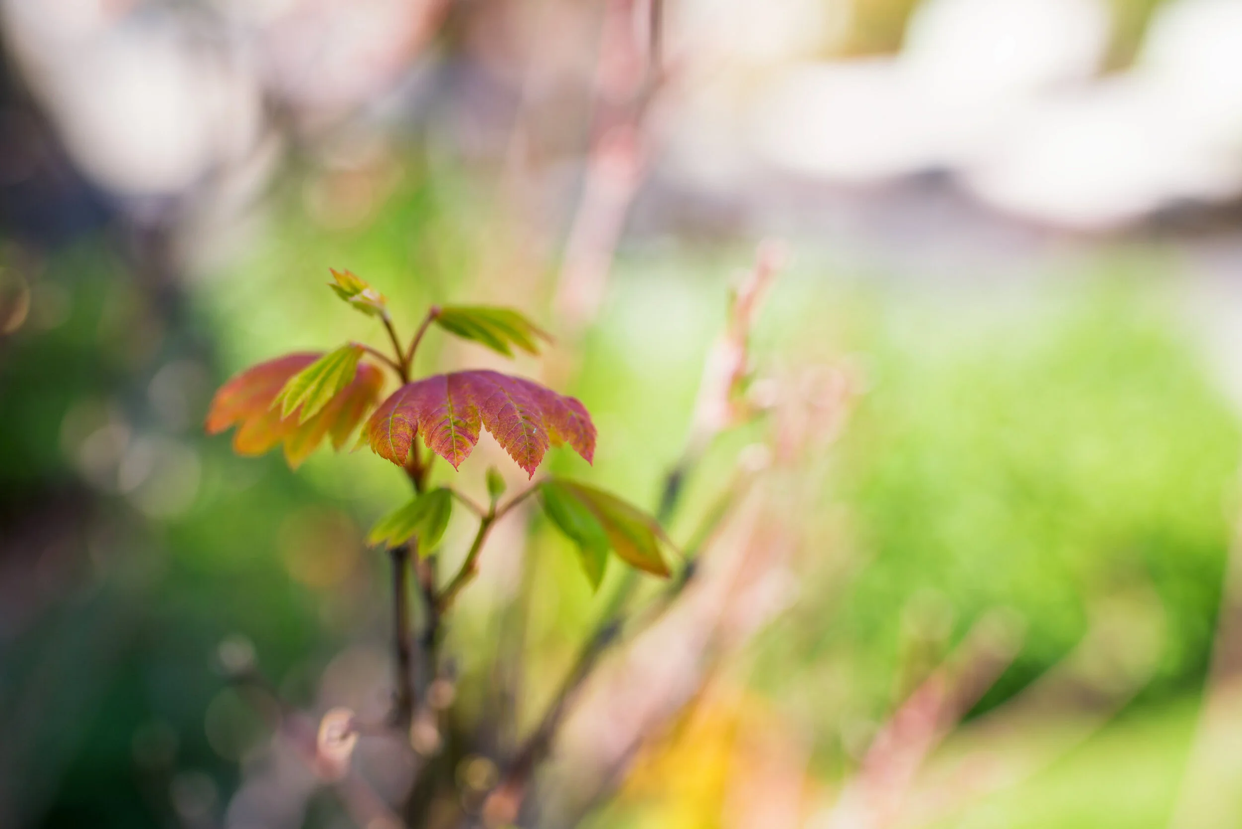 Seed Studio Landscape Design : : Modern Gardens + Urban Ecology for the ...