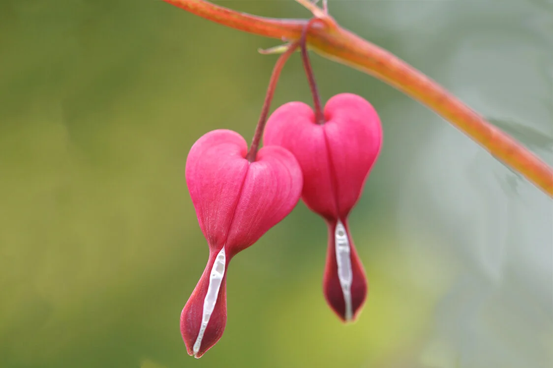 Plans — Coach Jill Fleming