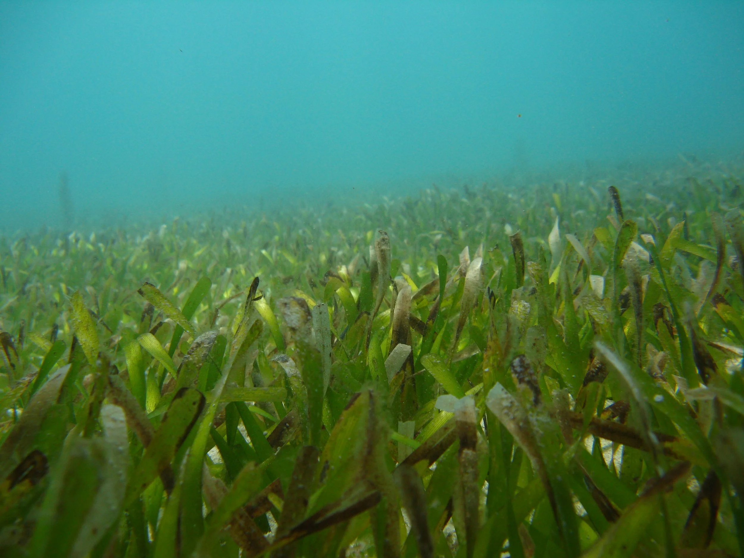 Marine Resources Development Foundation