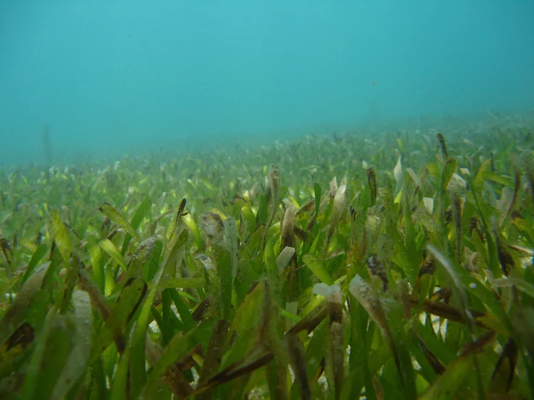 Marine Resources Development Foundation