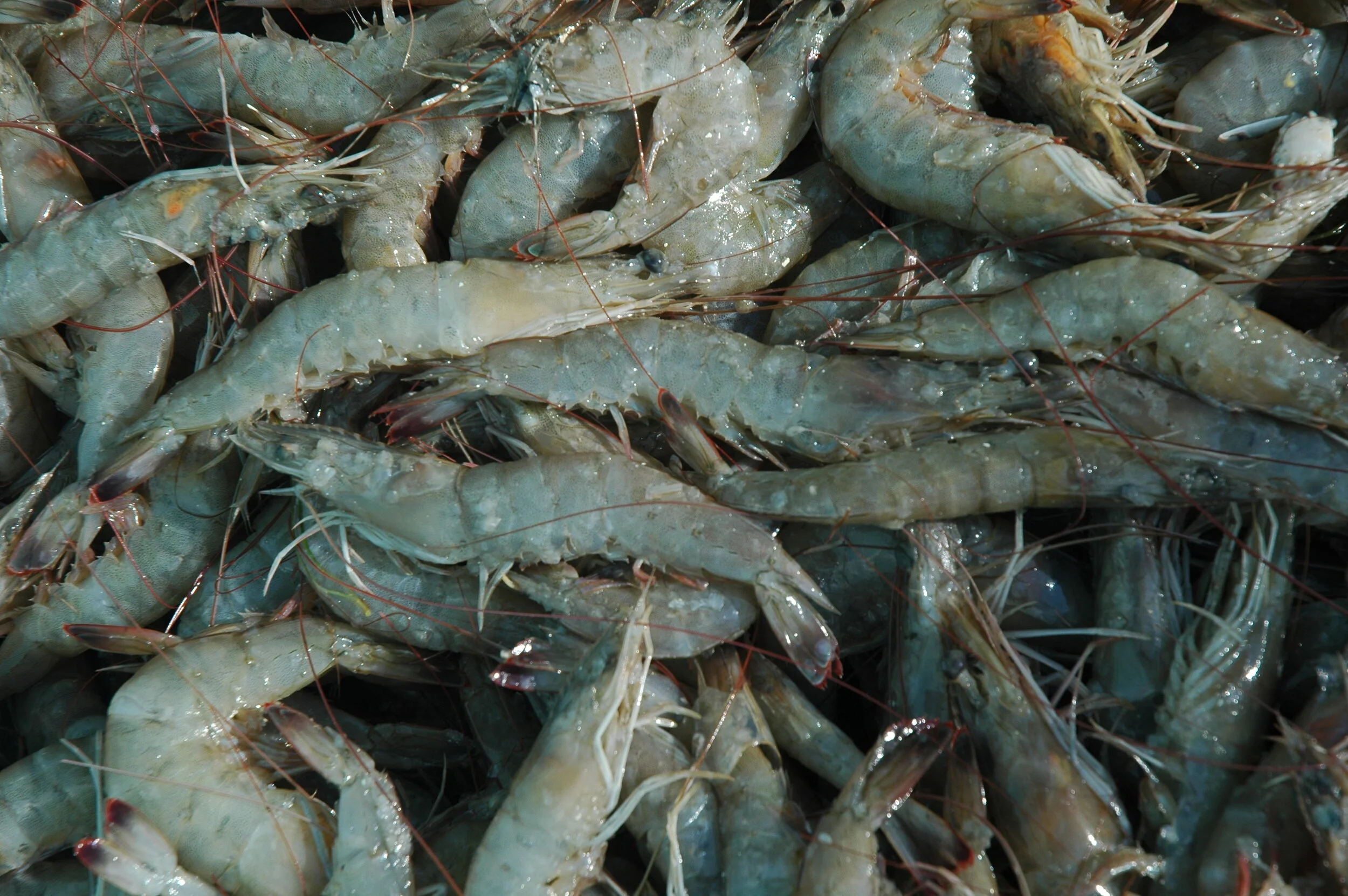 North Carolina Shrimp — NCLFC - North Carolina Local Food Council