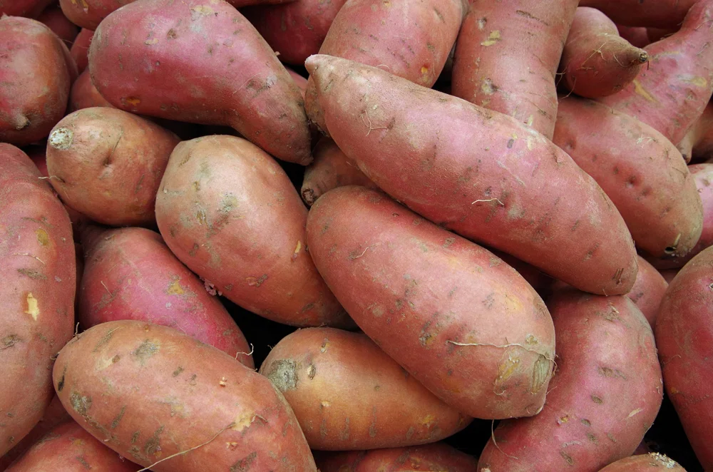 North Carolina Sweetpotatoes — NCLFC - North Carolina Local Food Council