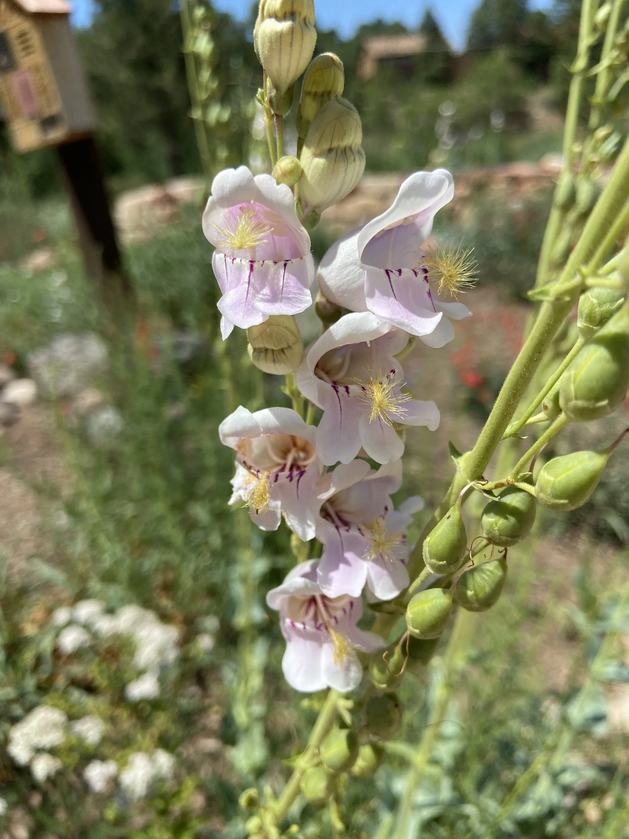 Palmer's Penstemon (Penstemon palmeri) — Elevated Gardening