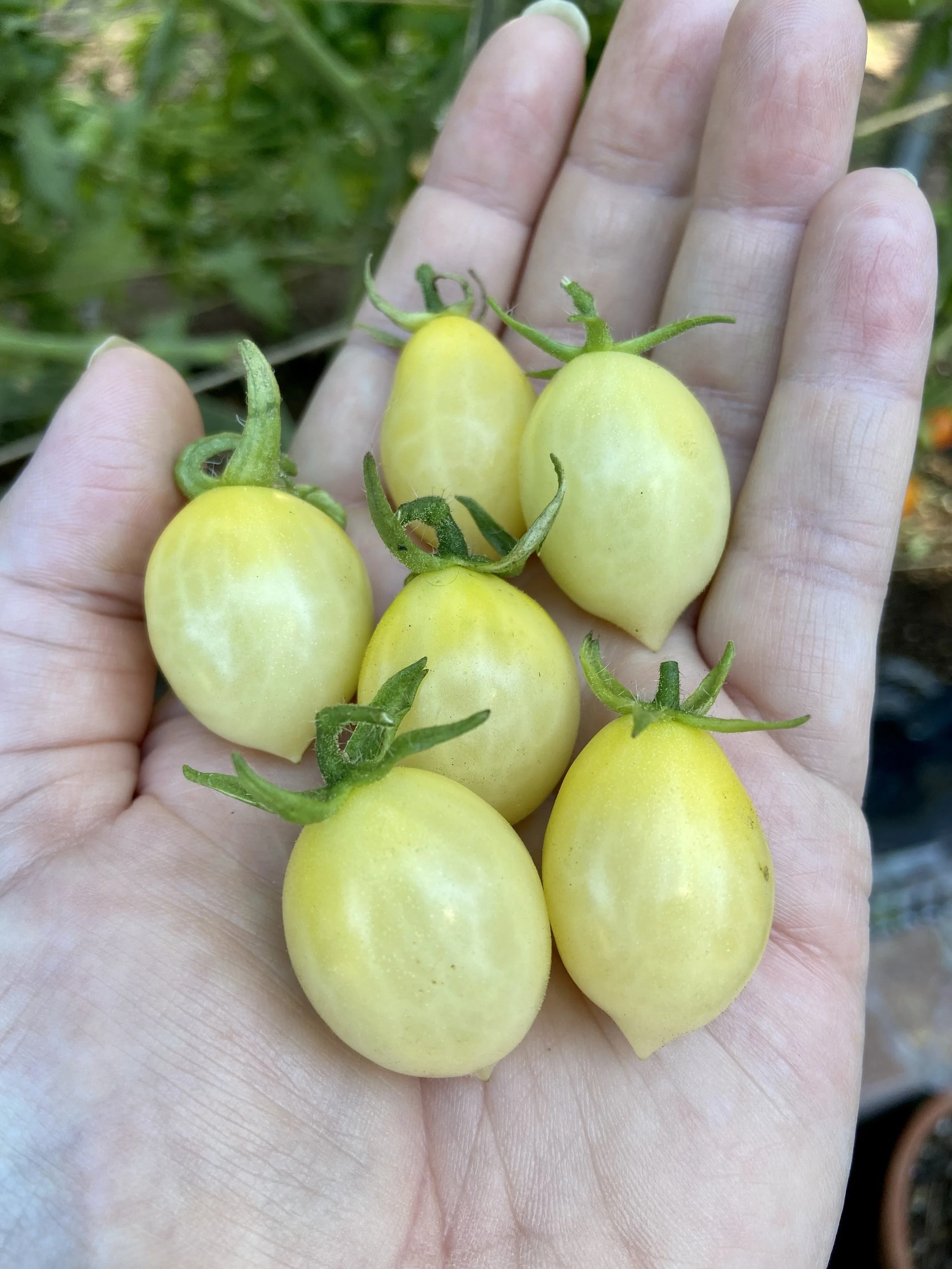 Barry's Crazy Cherry Tomato — Elevated Gardening