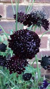 Black Knight Scabiosa Flower (Heirloom) — Elevated Gardening