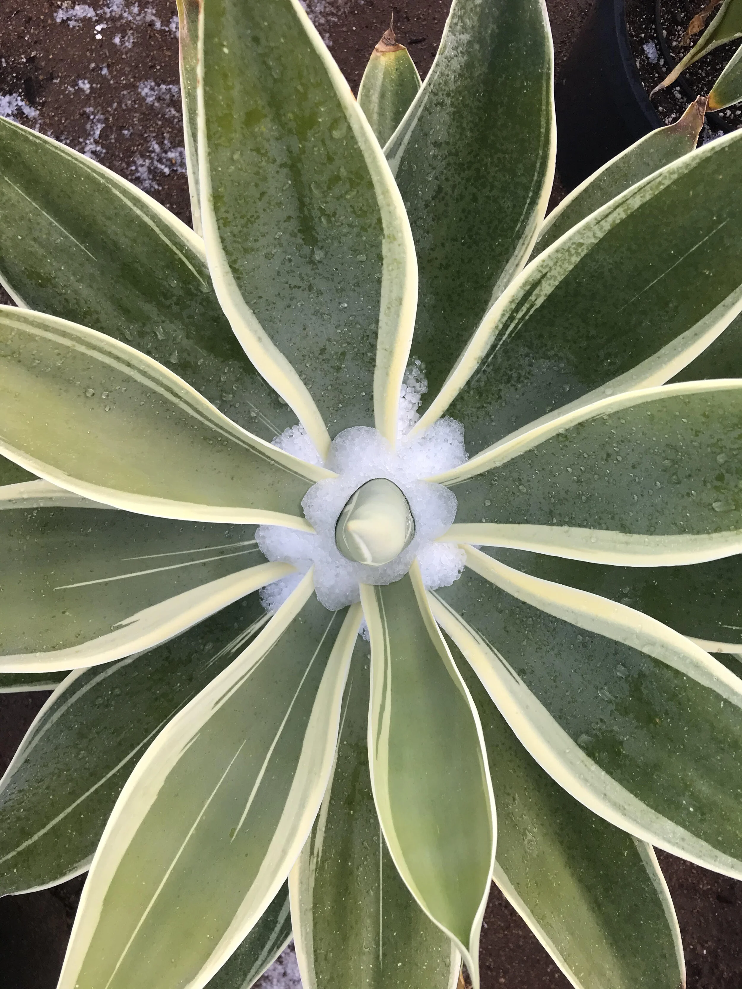 Current Inventory — Specimen Succulents