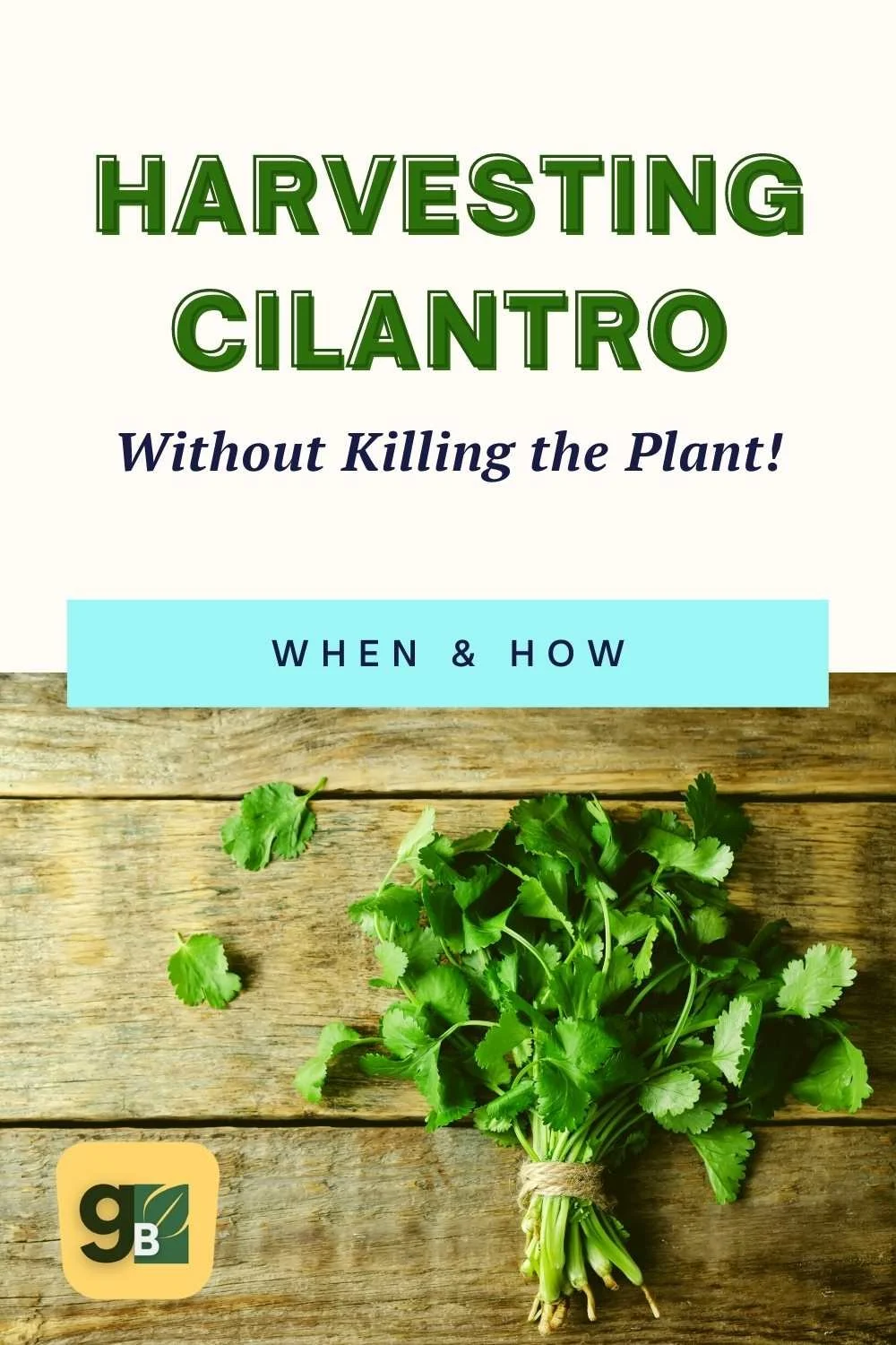How to Harvest Cilantro Without Killing the Plant