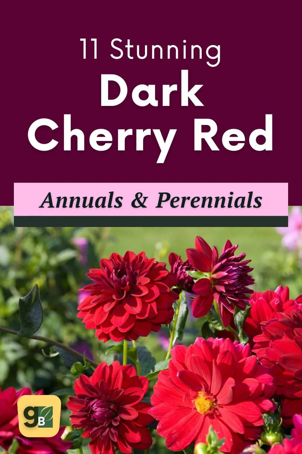 11 Stunning Dark Cherry Red Flowers to Plant This Year