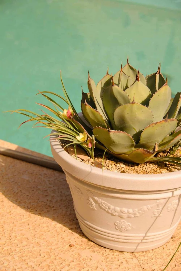 Transform Your Pool Area: Expert Tips on the Best Poolside Plants