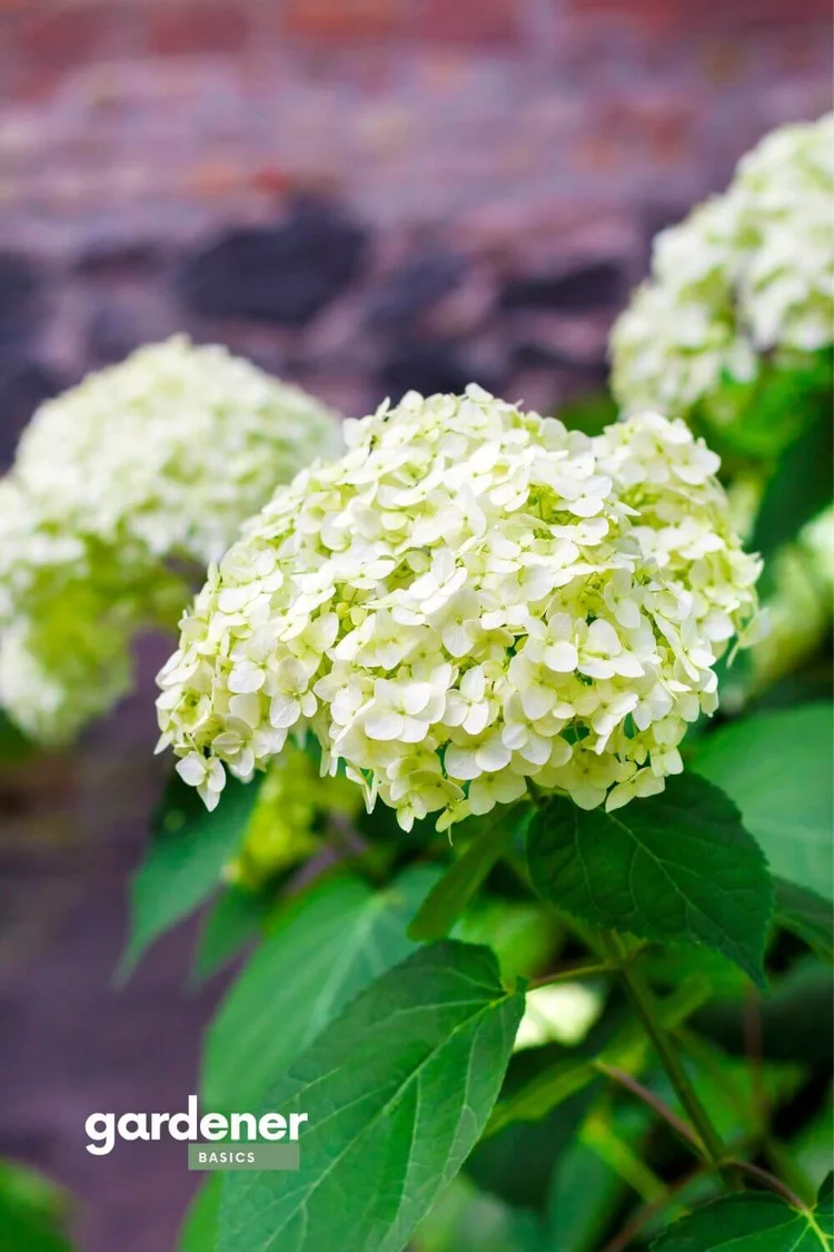 How to Grow a Moon Garden: Flowers That Glow and Smell Amazing at Night