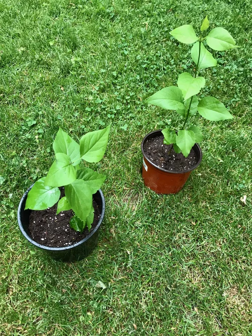 How to Propagate Lilacs: A Step-by-Step Guide
