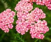 25 Stunning Pink Perennials to Enhance Your Garden