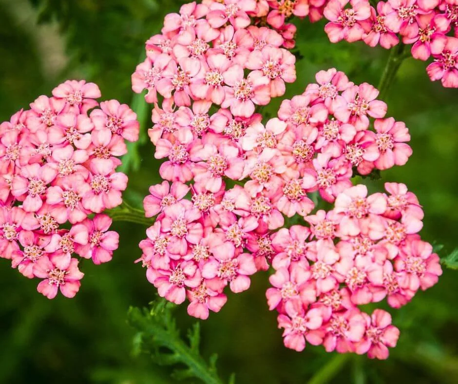 25 Stunning Pink Perennials to Enhance Your Garden