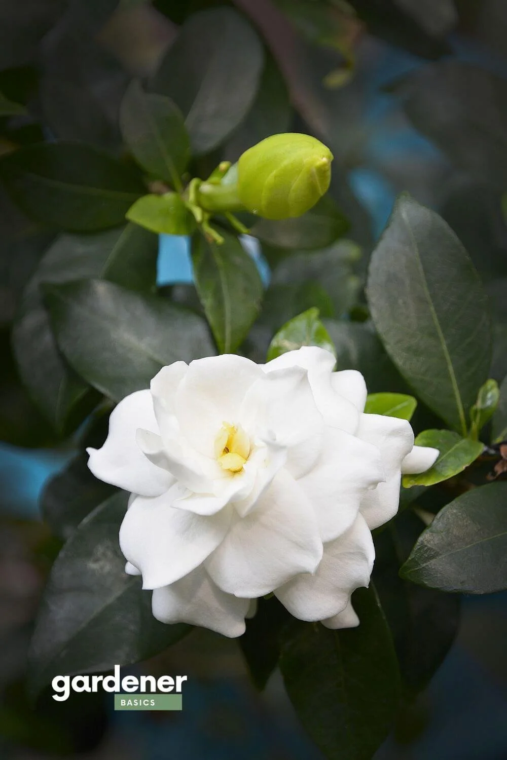 How to Grow a Moon Garden: Flowers That Glow and Smell Amazing at Night