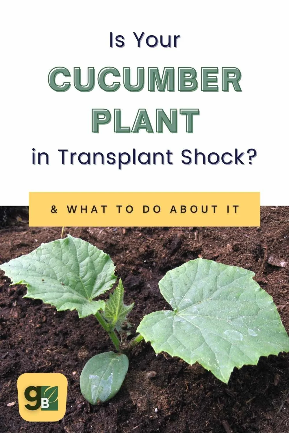 Cucumber Transplant Shock: Reasons, Symptoms, and Solutions