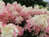 The Ultimate Guide to Growing Panicle Hydrangeas
