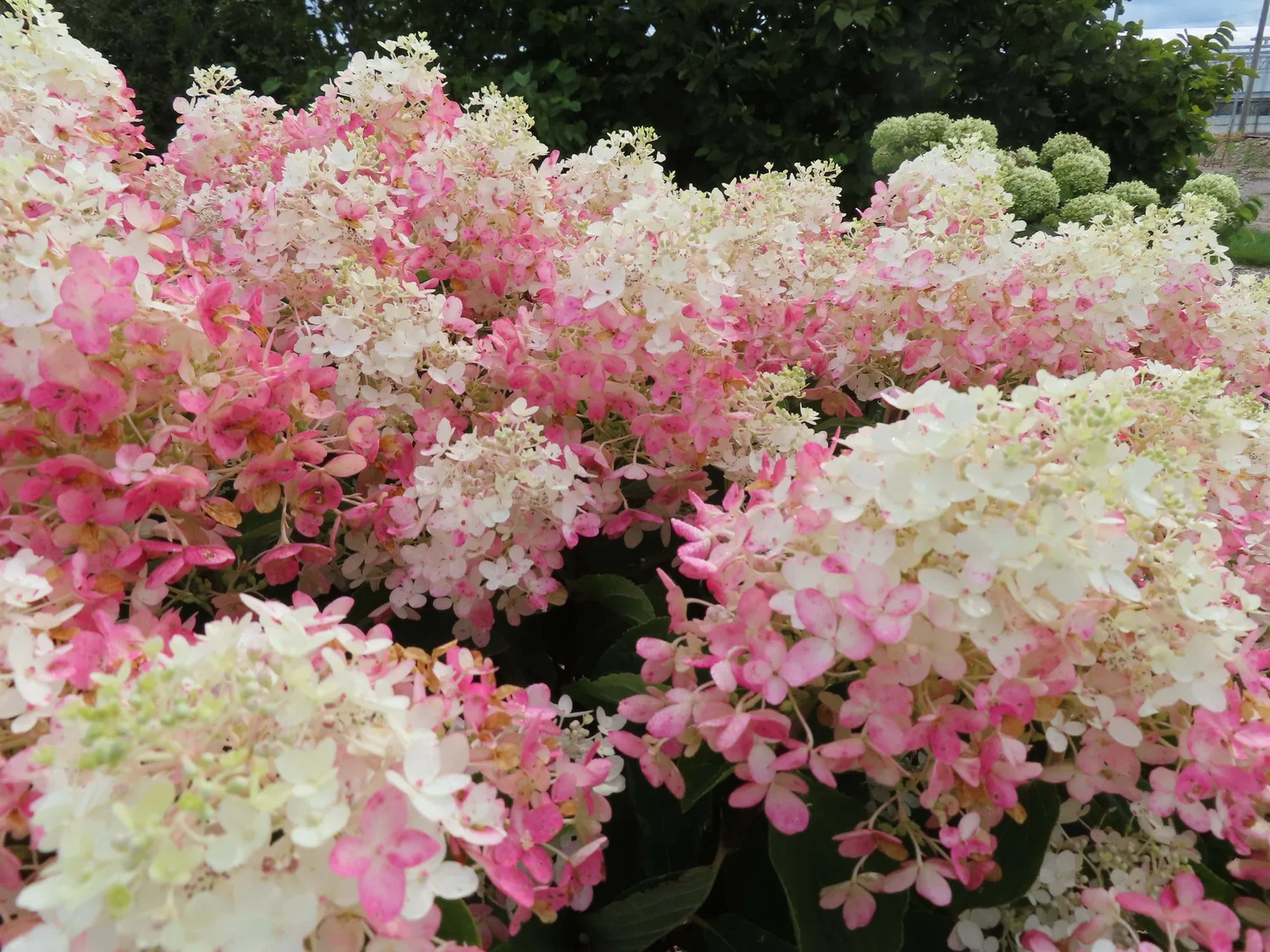 The Ultimate Guide to Growing Panicle Hydrangeas