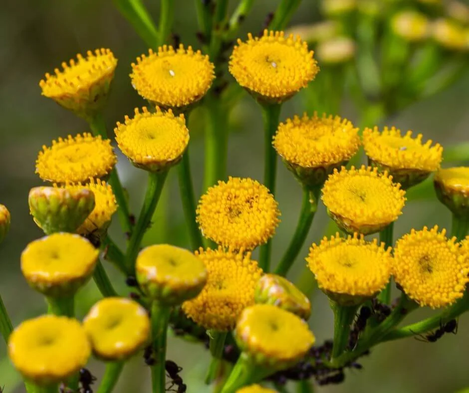 Gardener's Beware: Plants You'll Regret Inviting into Your Garden