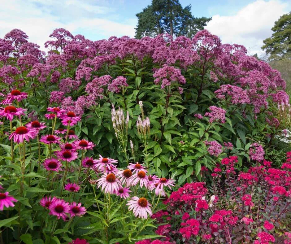 25 Stunning Pink Perennials to Enhance Your Garden