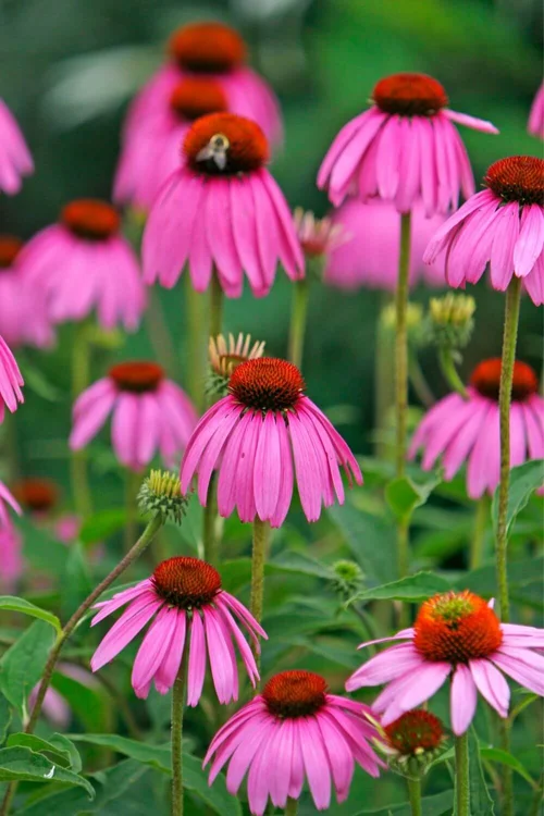 15 Drought-Tolerant Perennials That Survive Scorching Summers