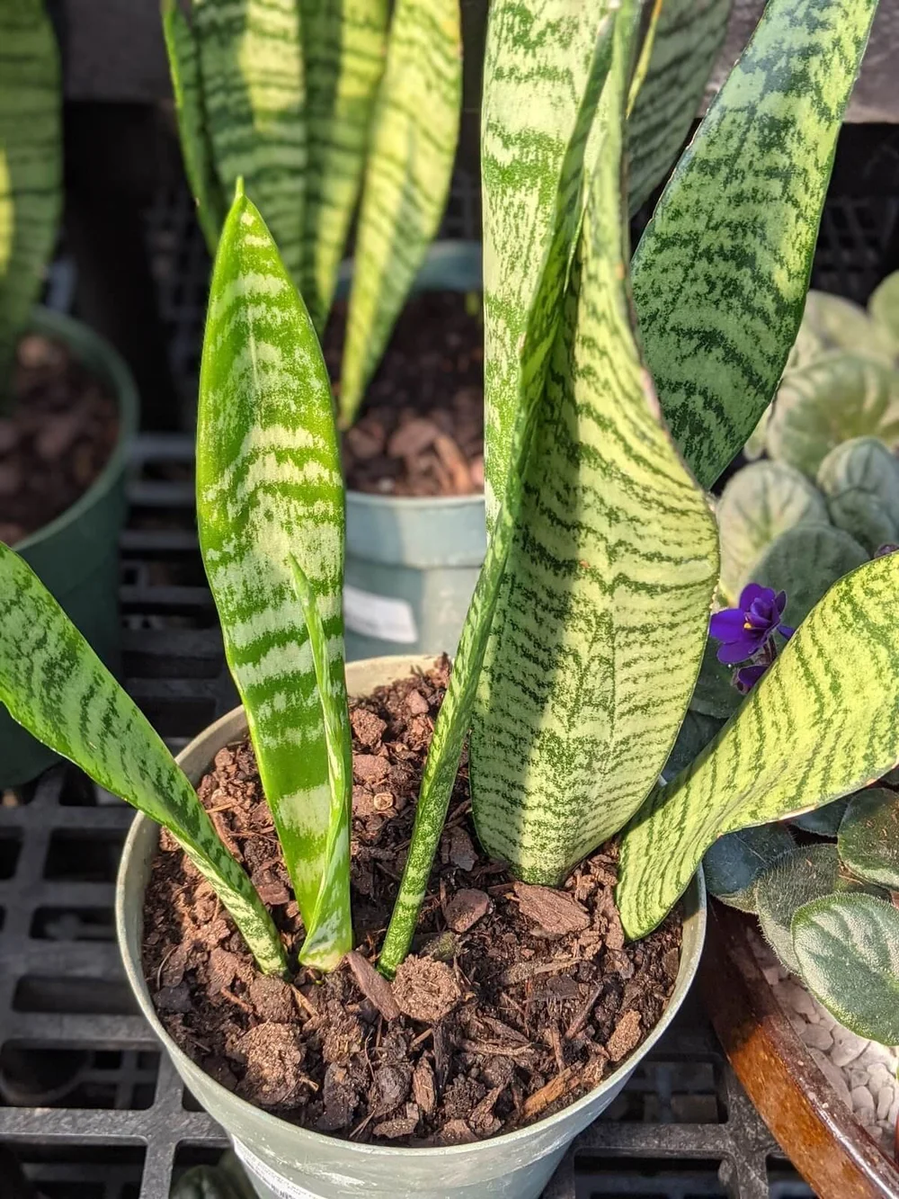 10 Houseplant Personalities: What Your Plant Choice Says About You