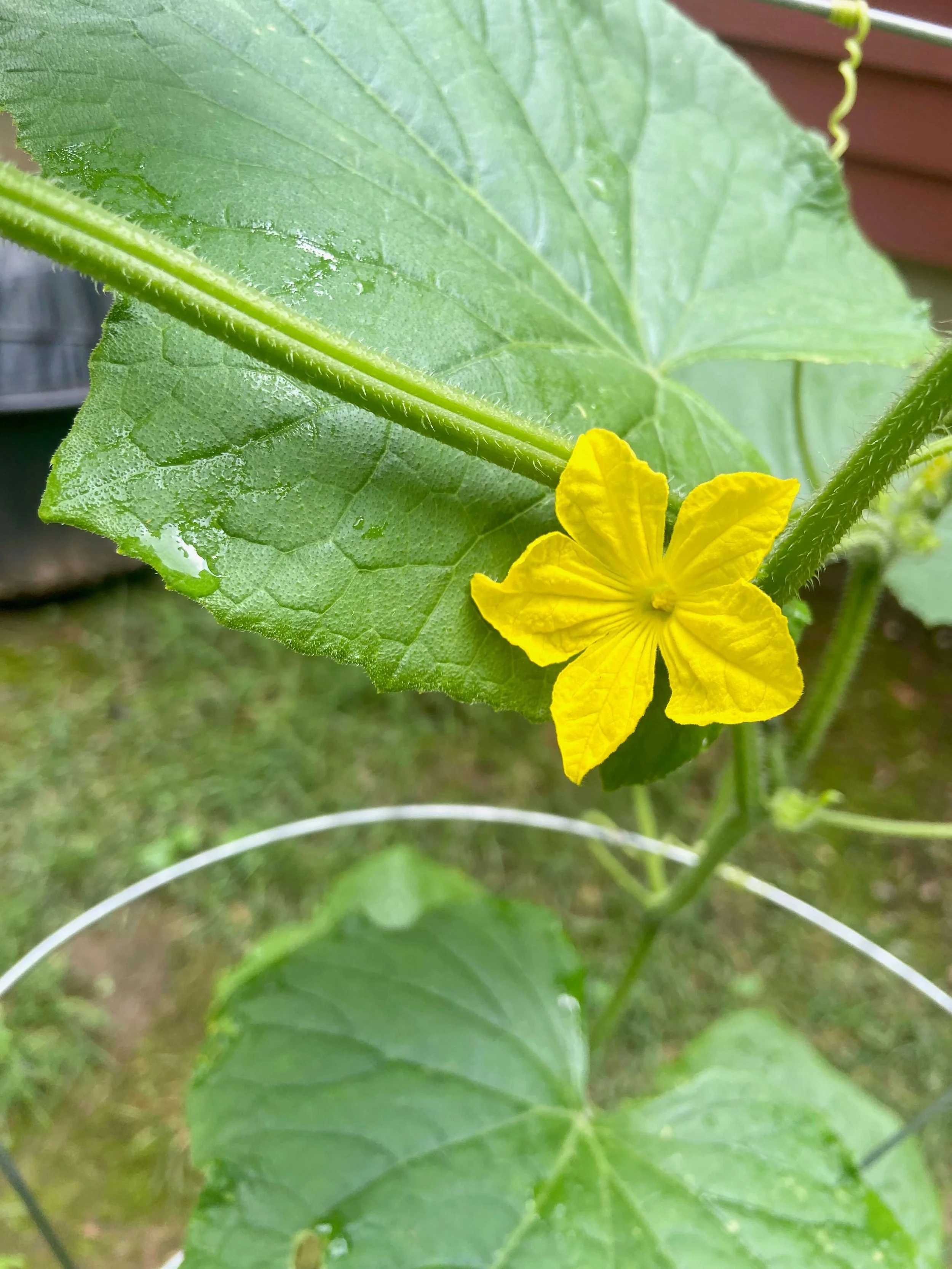 Boost Your Cucumber Harvest with This Simple Trick