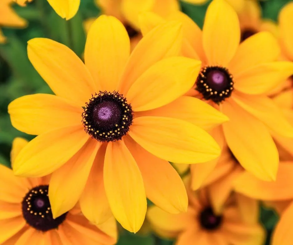 The Best Yellow Perennial Flowers for a Cheerful Garden