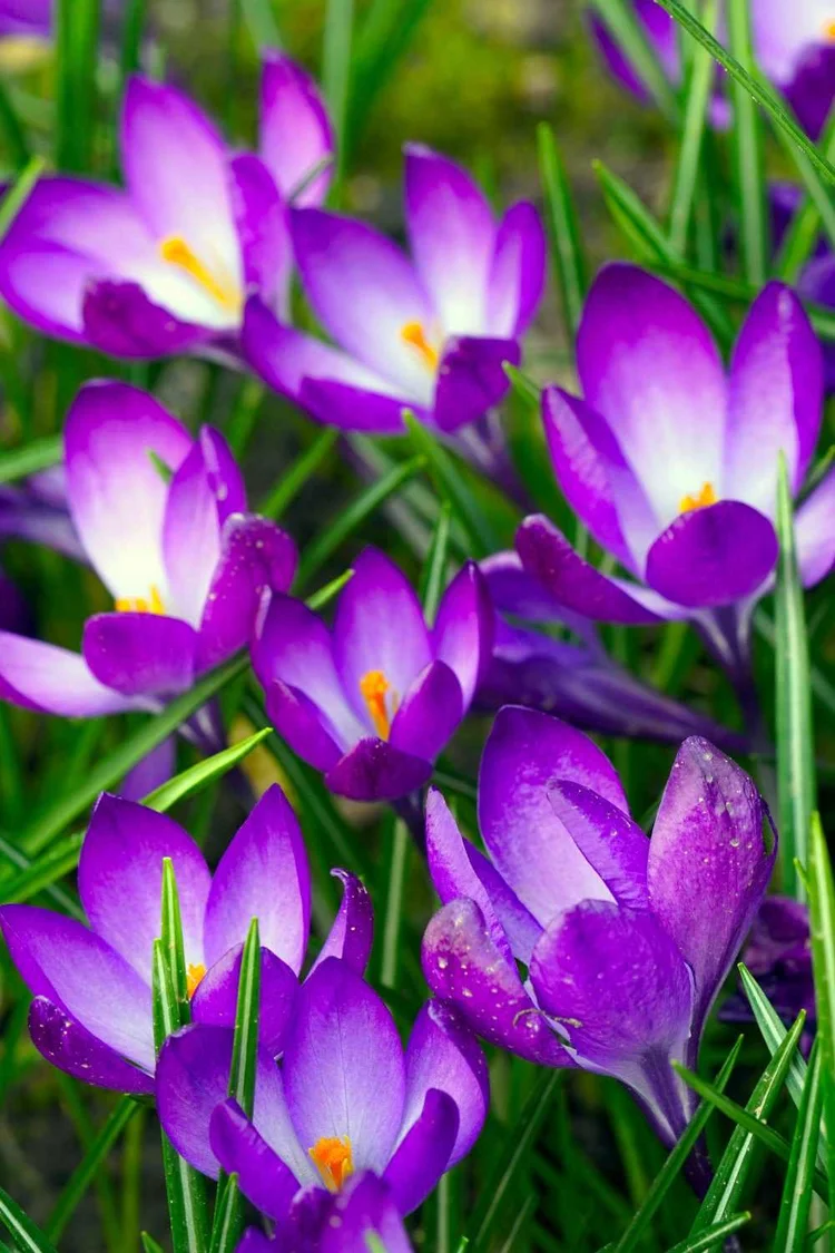 Spring Flowers That Practically Grow Themselves
