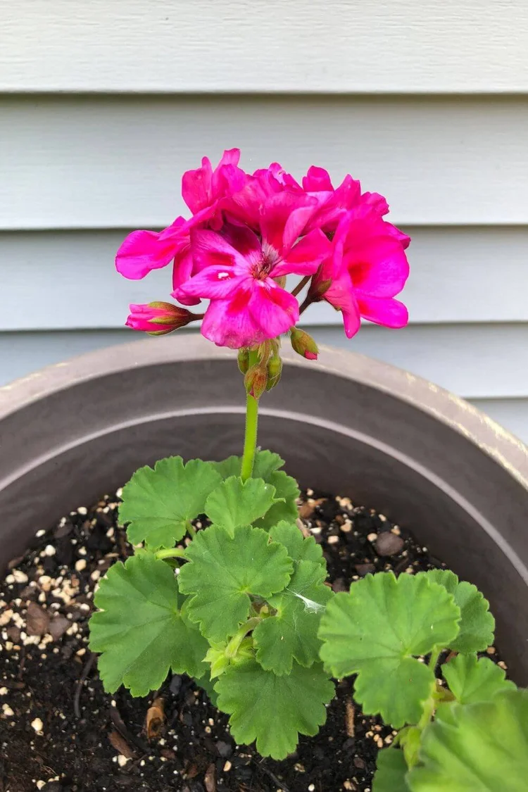 Mastering the Art of Overwintering Geraniums