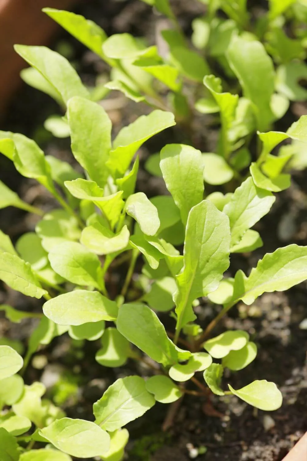 Early Picks: Vegetables That Taste Better When Harvested Sooner