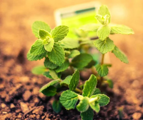 How Often to Water Mint: The Ultimate Guide