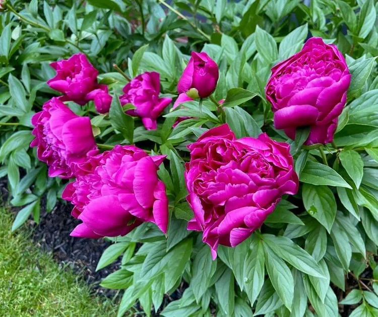 The Art of Deadheading Peonies - Essential Tips