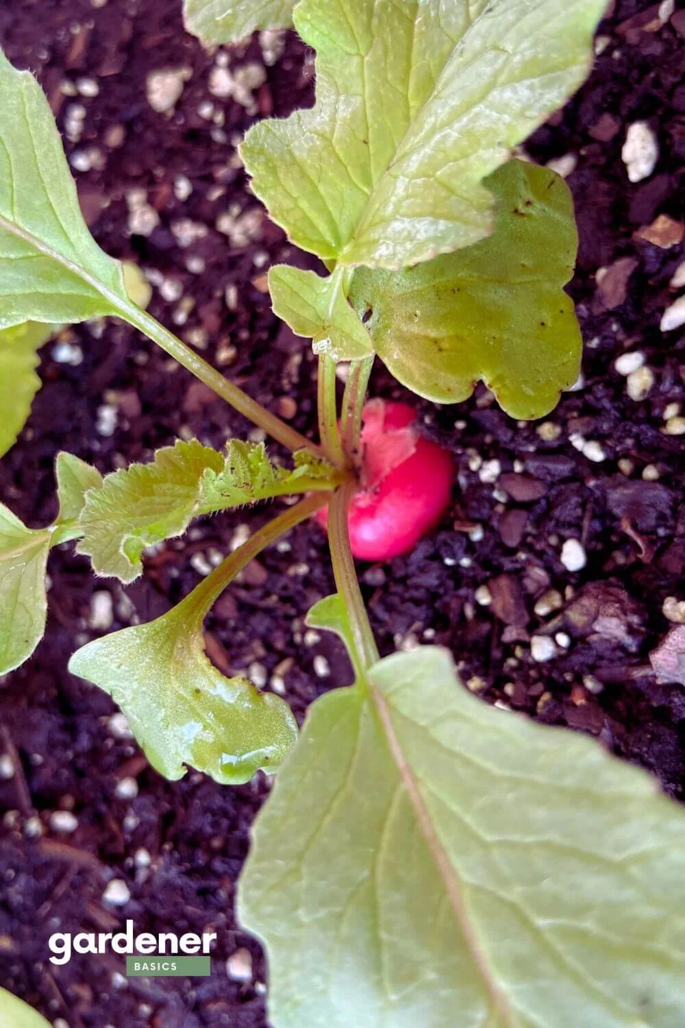 Want Better Results? These Are the Veggies You Should Always Grow From Seed