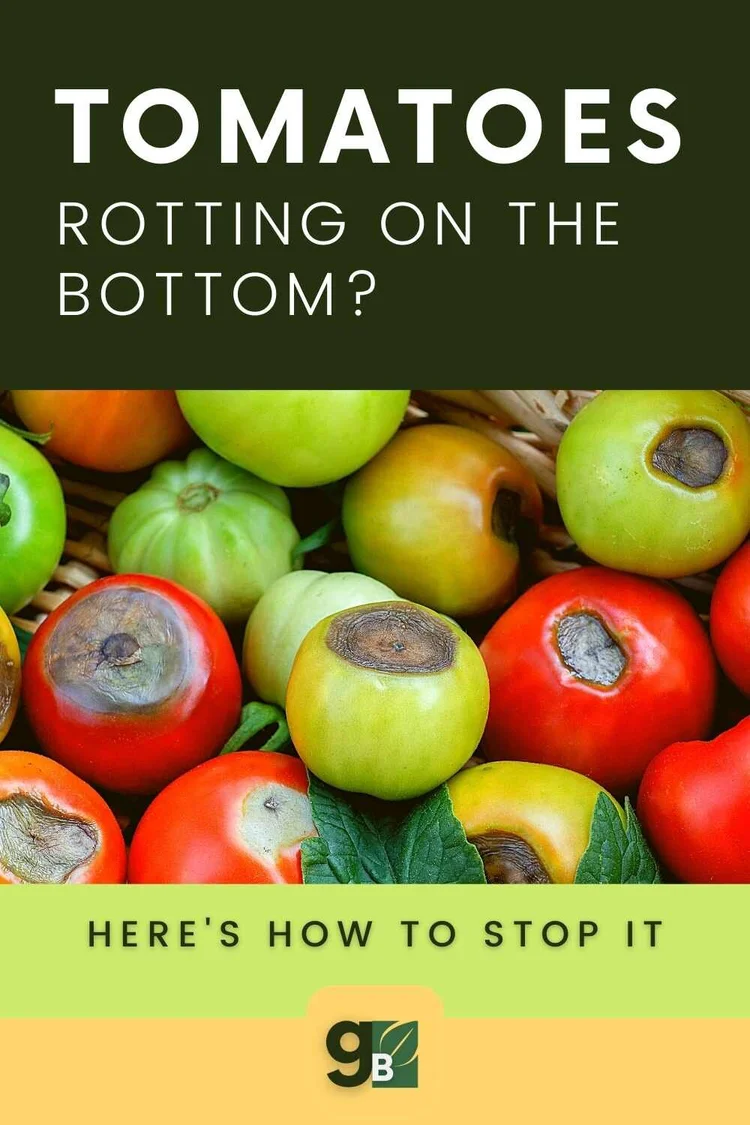 How to Fix Blossom End Rot Tomatoes