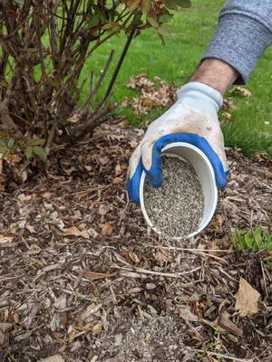 9 Best Rose Fertilizers