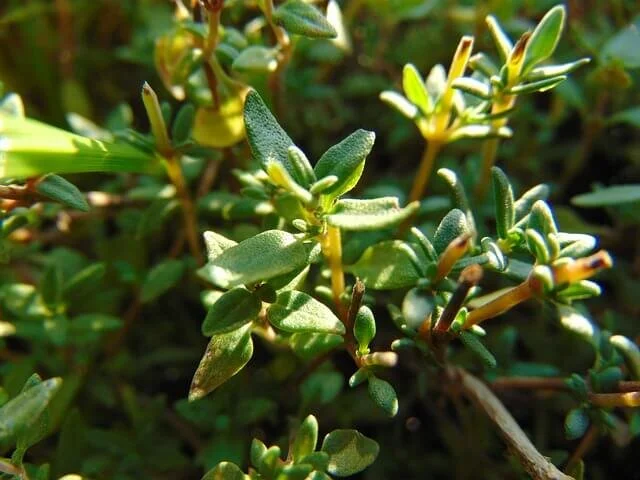 10 Best Medicinal Herbs for the Garden