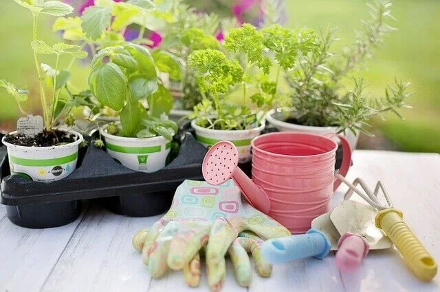 10 Best Medicinal Herbs for the Garden