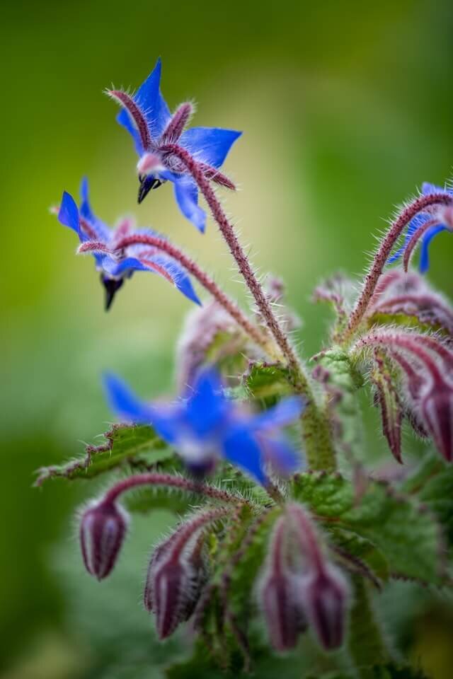 10 Best Medicinal Herbs for the Garden