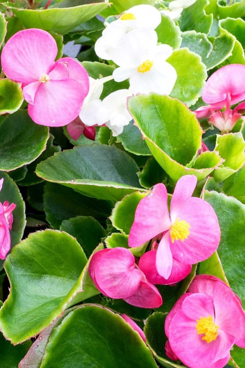 Wax Begonia: Care Guide