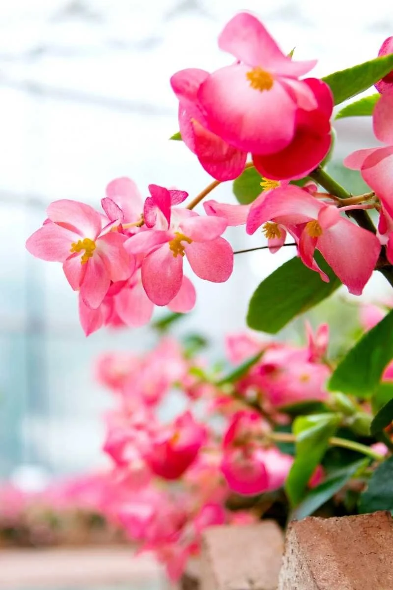 Wax Begonia: Care Guide