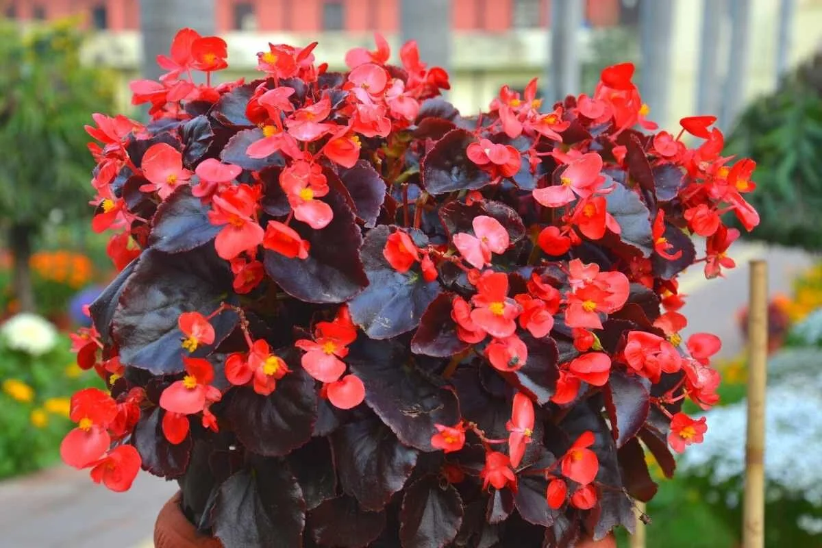 Wax Begonia: Care Guide