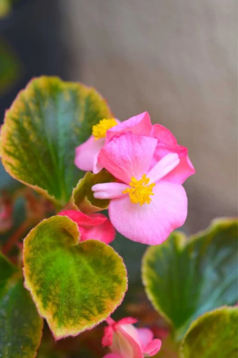 Wax Begonia: Care Guide