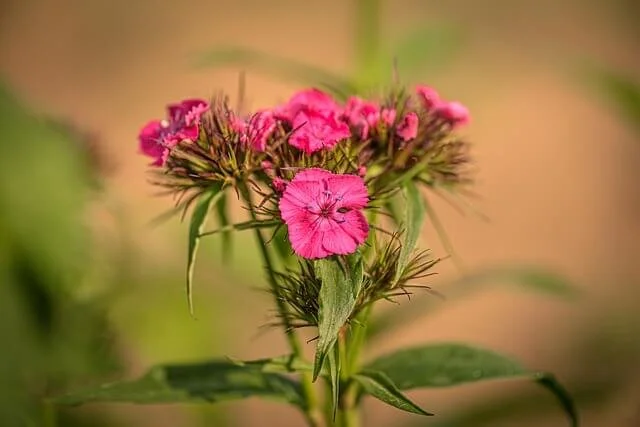 Sweet William Flowers: A Simple Guide on Growing and Caring for Them
